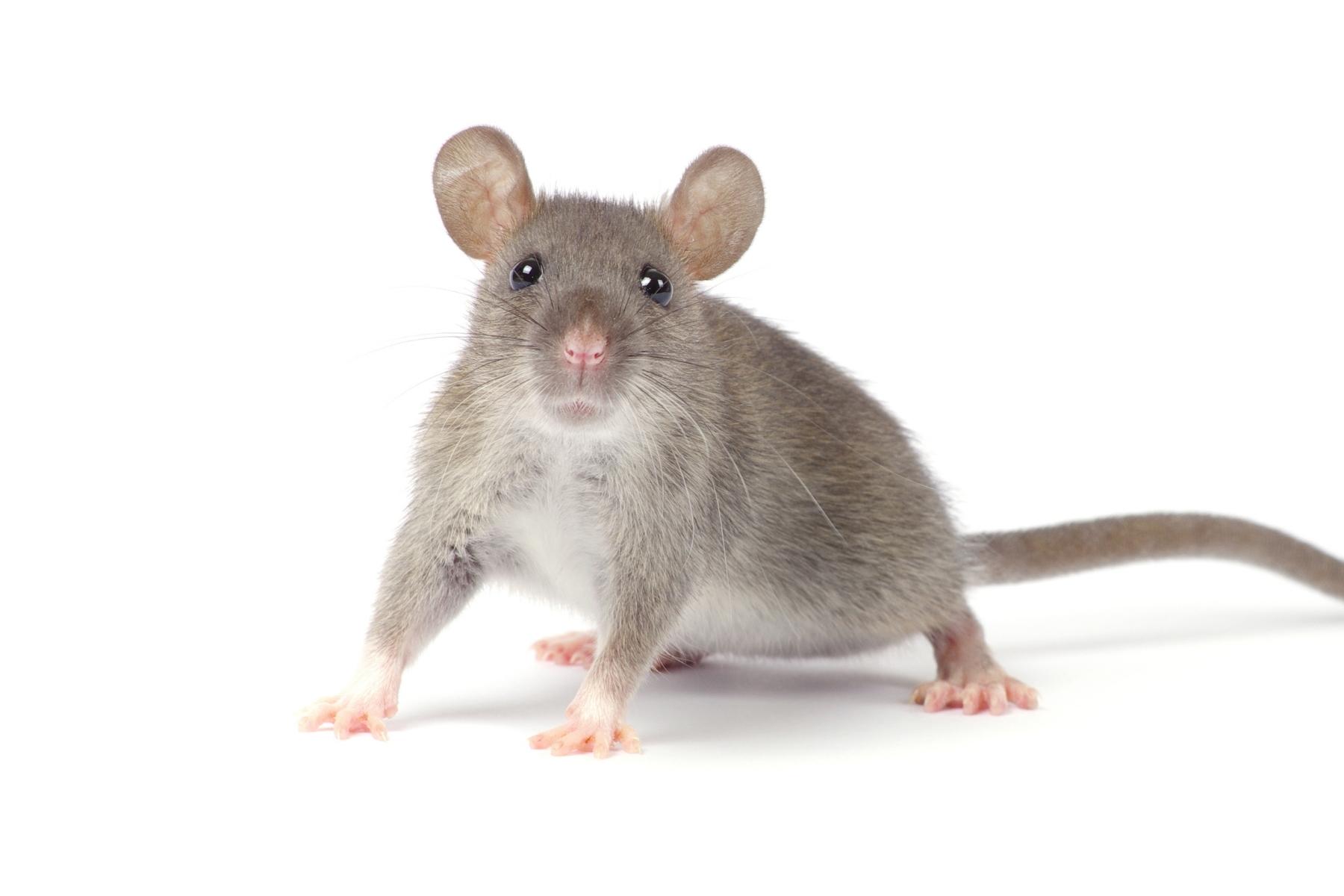 Commensal Rodents of the Greater Houston Area