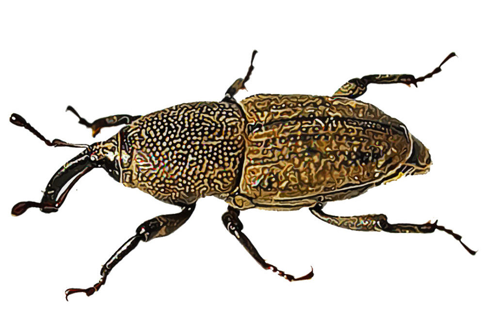Billbugs of the Greater Houston Area