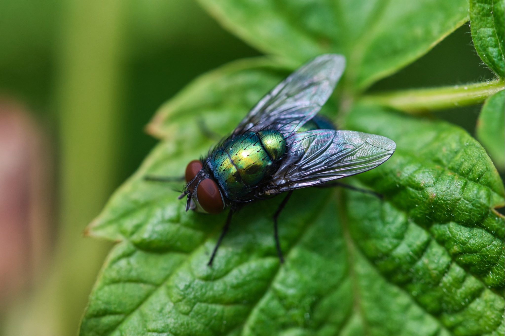 Common House and Lawn Pests of the Greater Houston Area