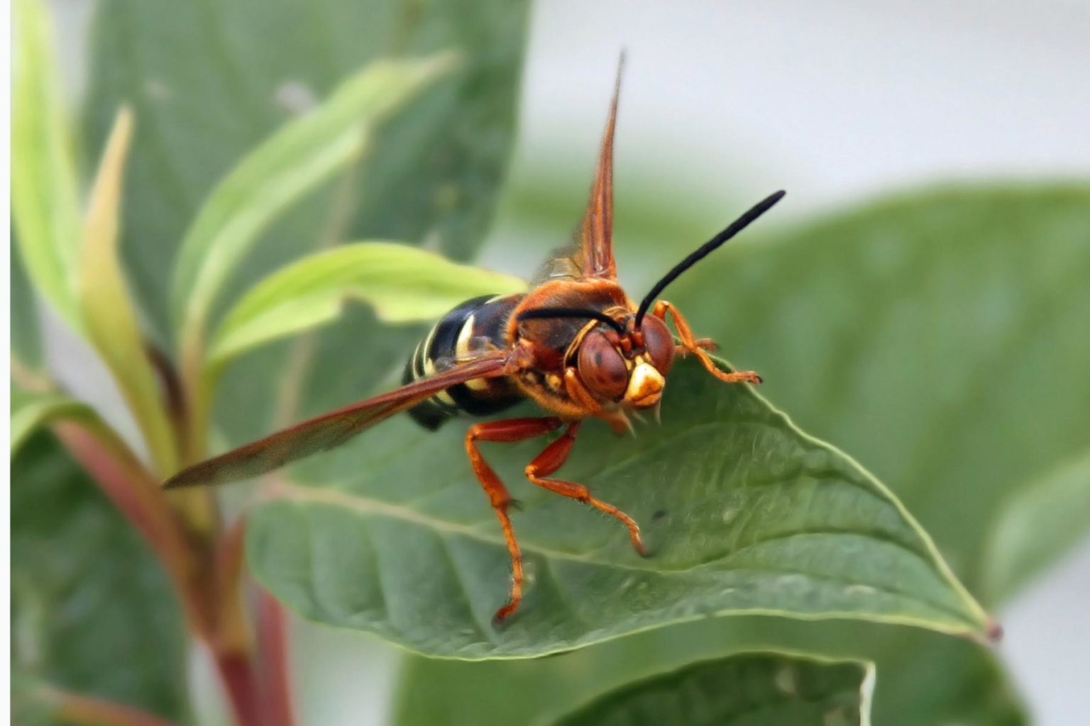 Cicada Killer Pest Control Services in Houston, TX