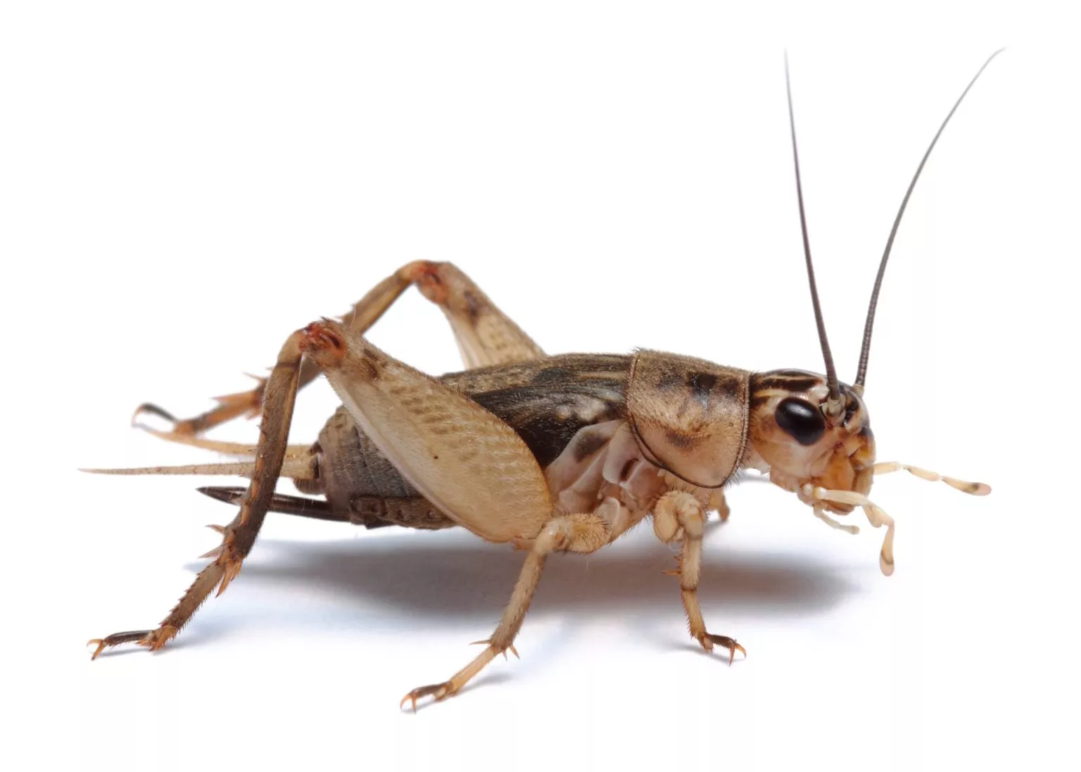 Professional Cricket Pest Control Services in Houston, TX
