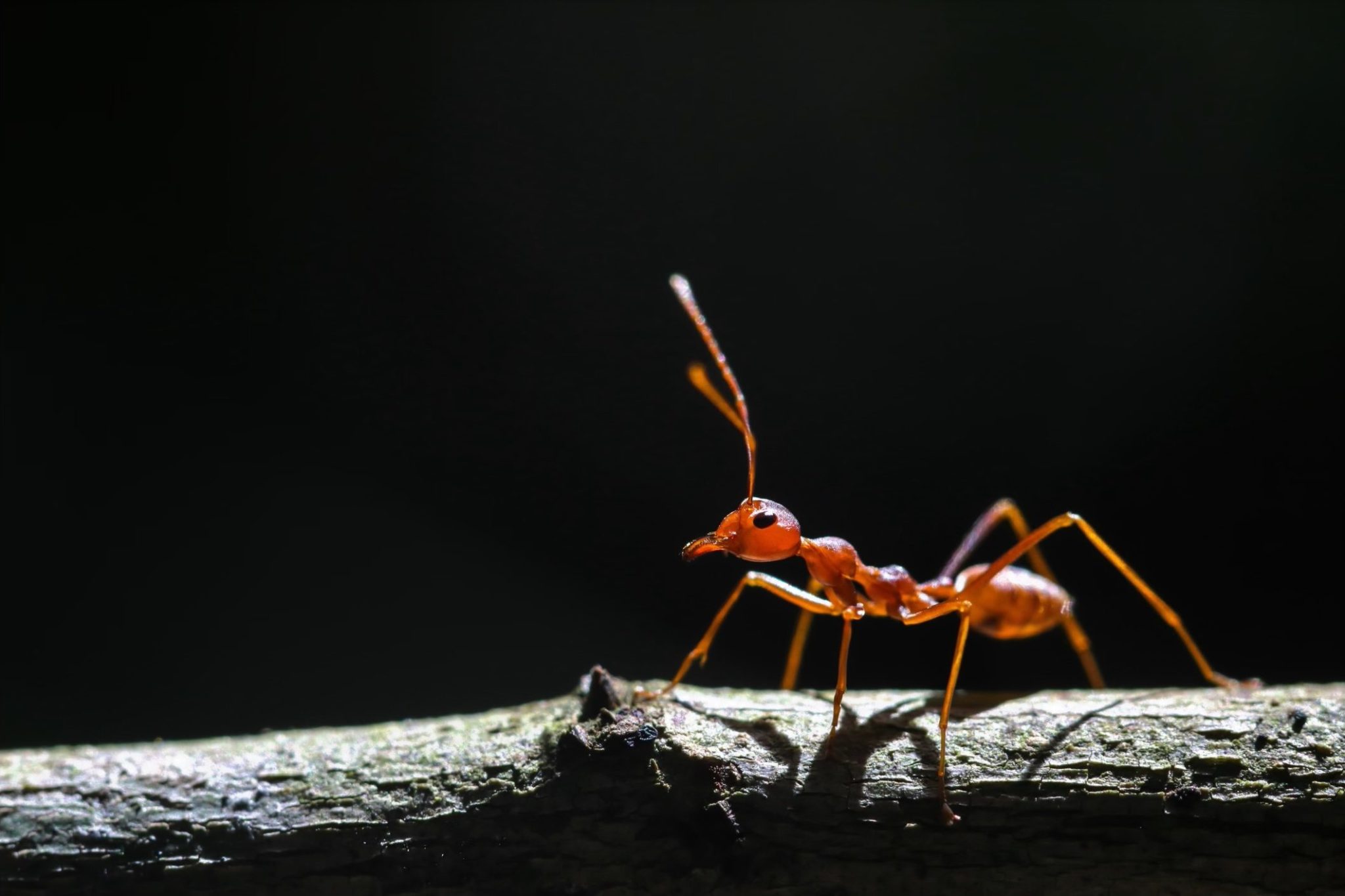 Common Ant Species of Greater Houston