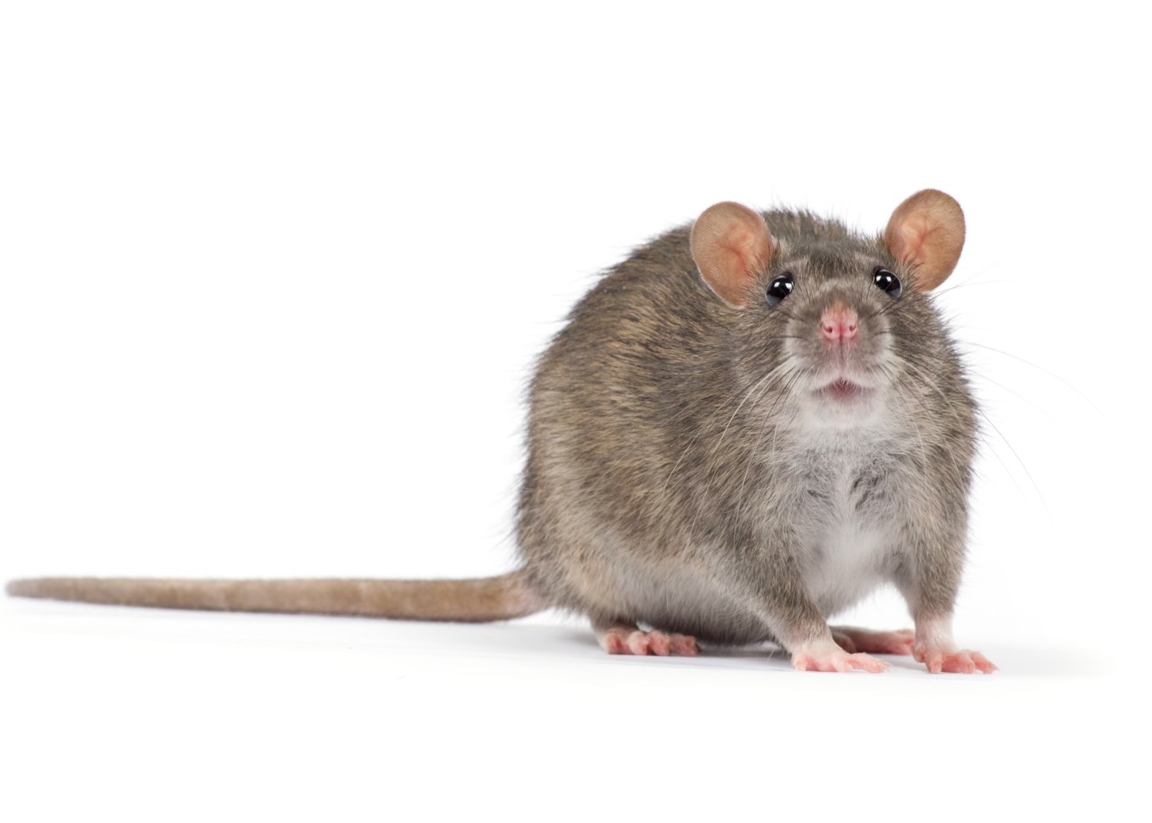 Your Comprehensive Pest Library in Houston, TX