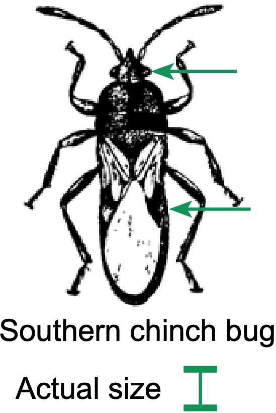 Chinch Bugs of the Greater Houston Area
