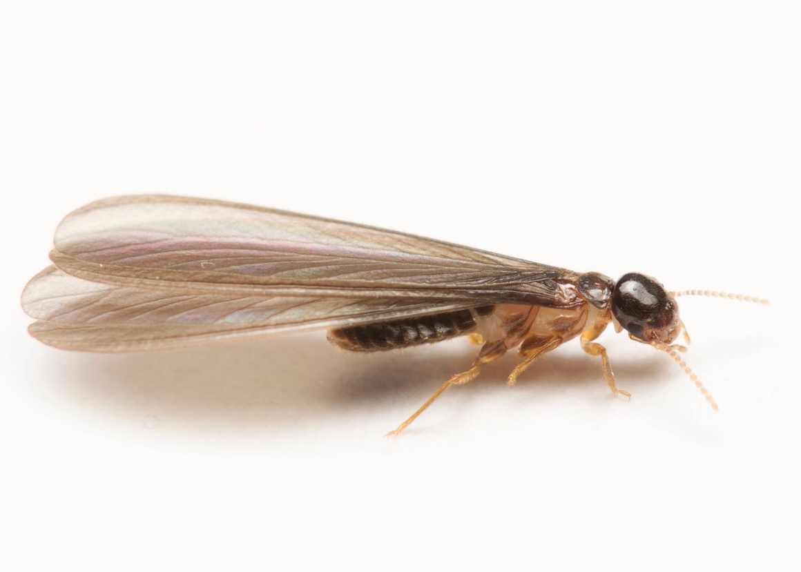 Termites of the Greater Houston Area