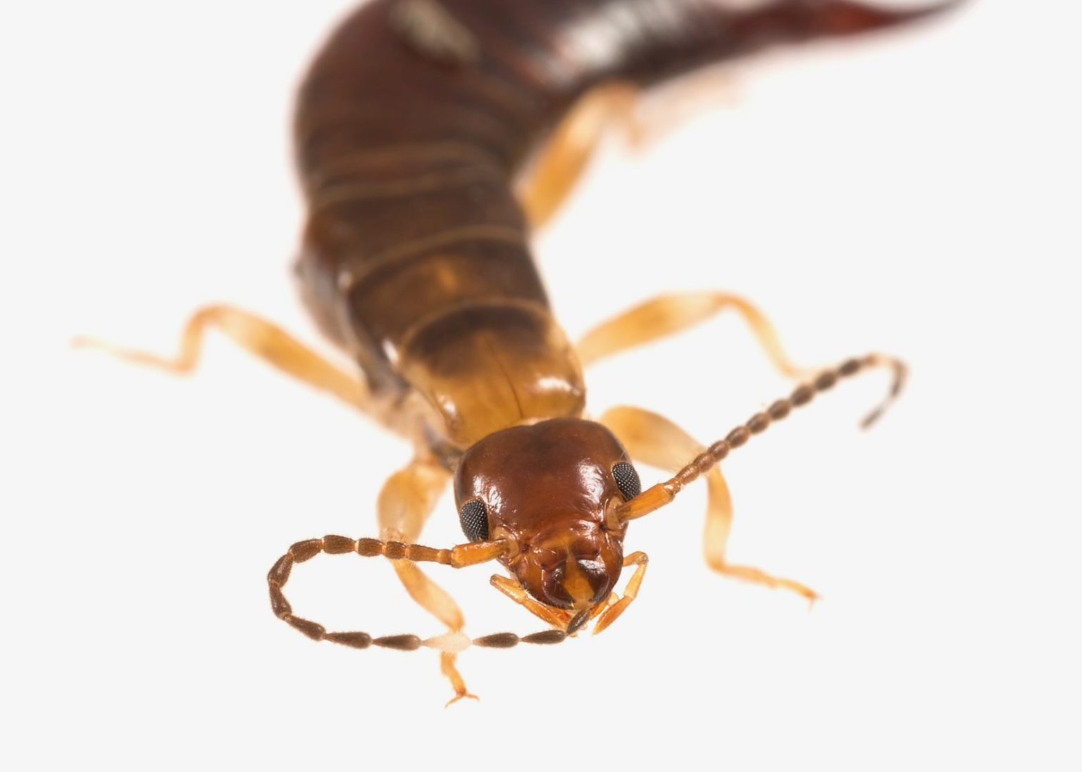 Earwigs of the Greater Houston Area