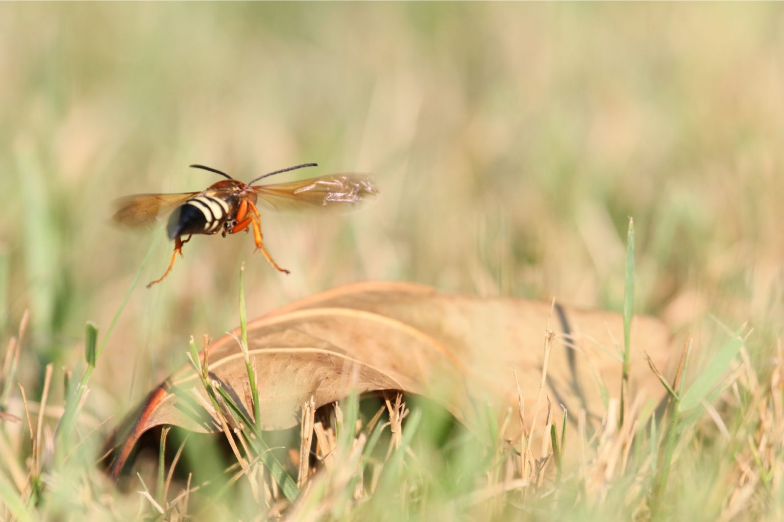 Cicada Killer Pest Control Services in Houston, TX