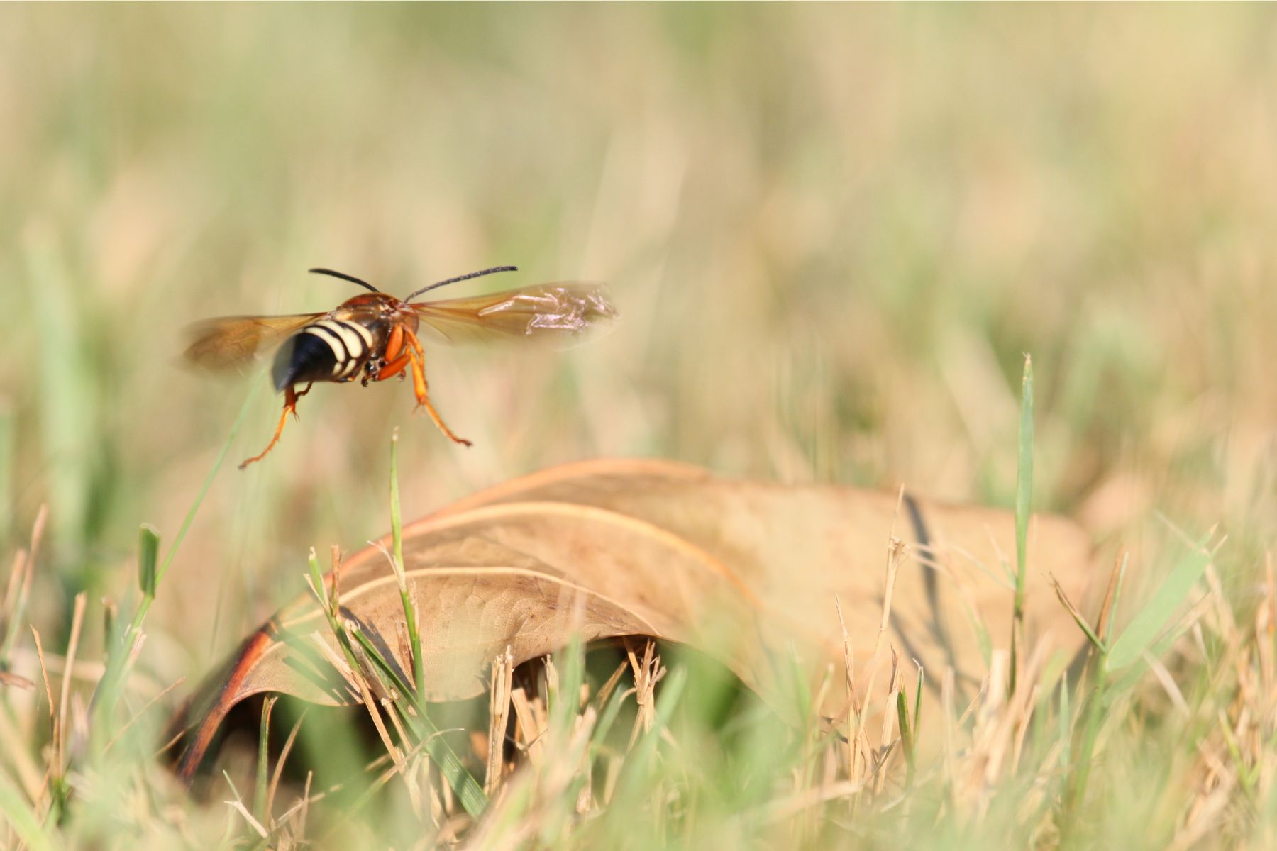 Cicada Killer Pest Control Services In Houston Tx