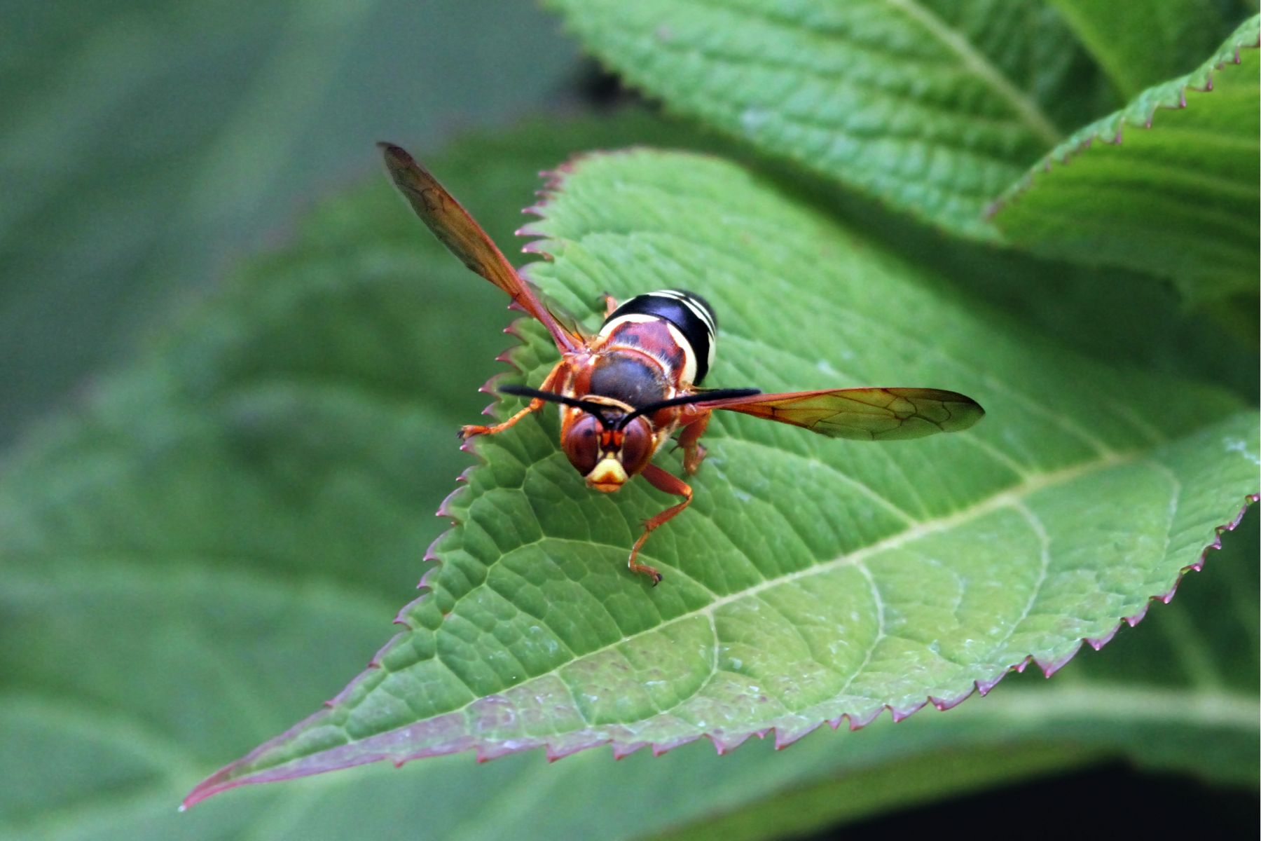 Cicada Killer Pest Control Services in Houston, TX