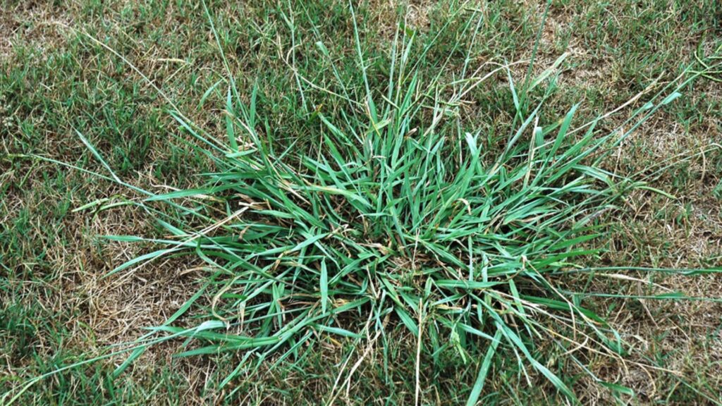 Control Grassy Weeds in Houston, TX - GreenGate Turf