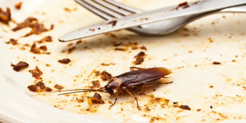 How to Get Rid of German Roaches and Keep Them Out - GreenGate Turf & Pest