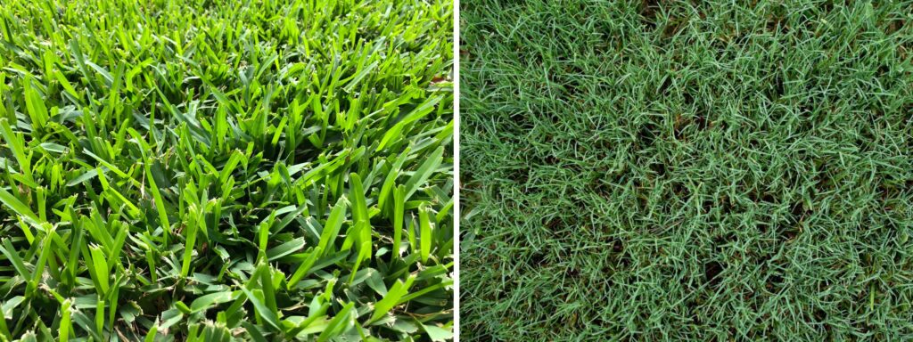 St. Augustine Grass vs. Bermuda Grass: Choosing The Perfect Grass for ...