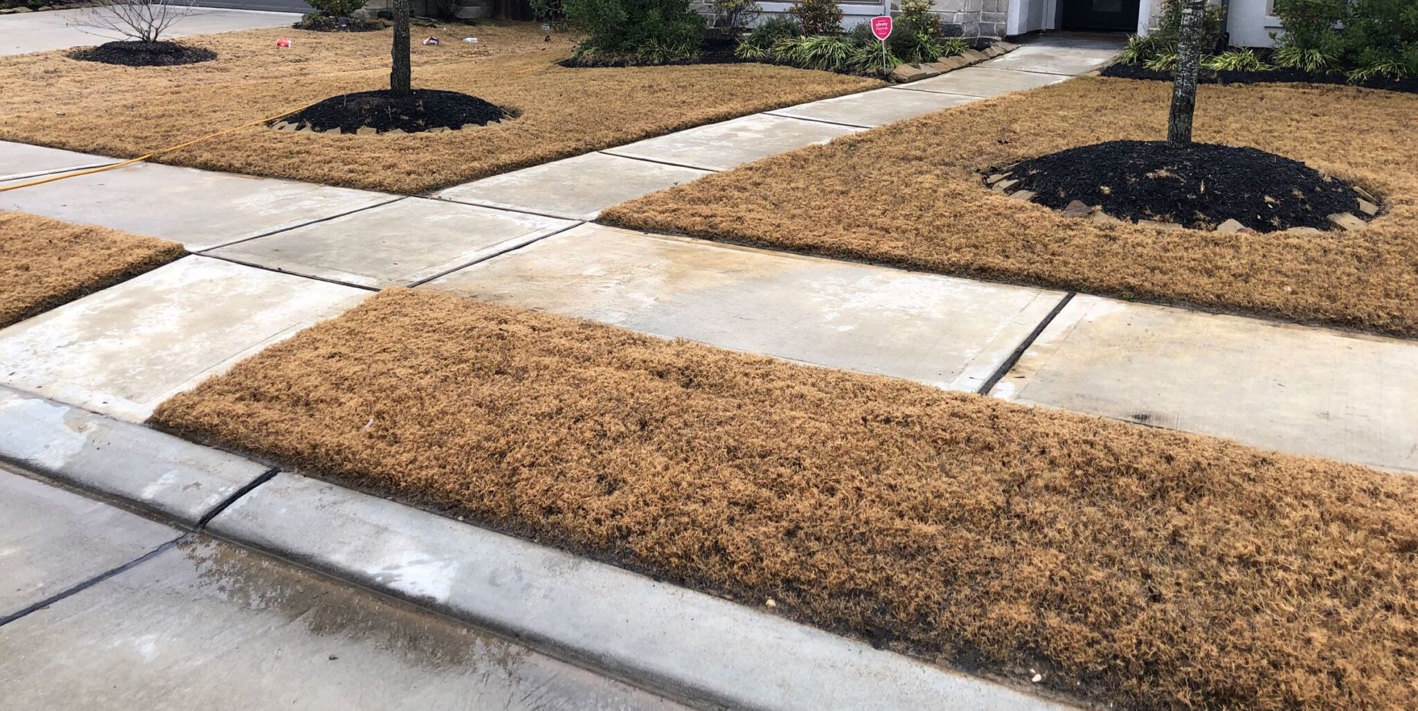 Winter Weed Control: Do Weeds Really Die in Winter?