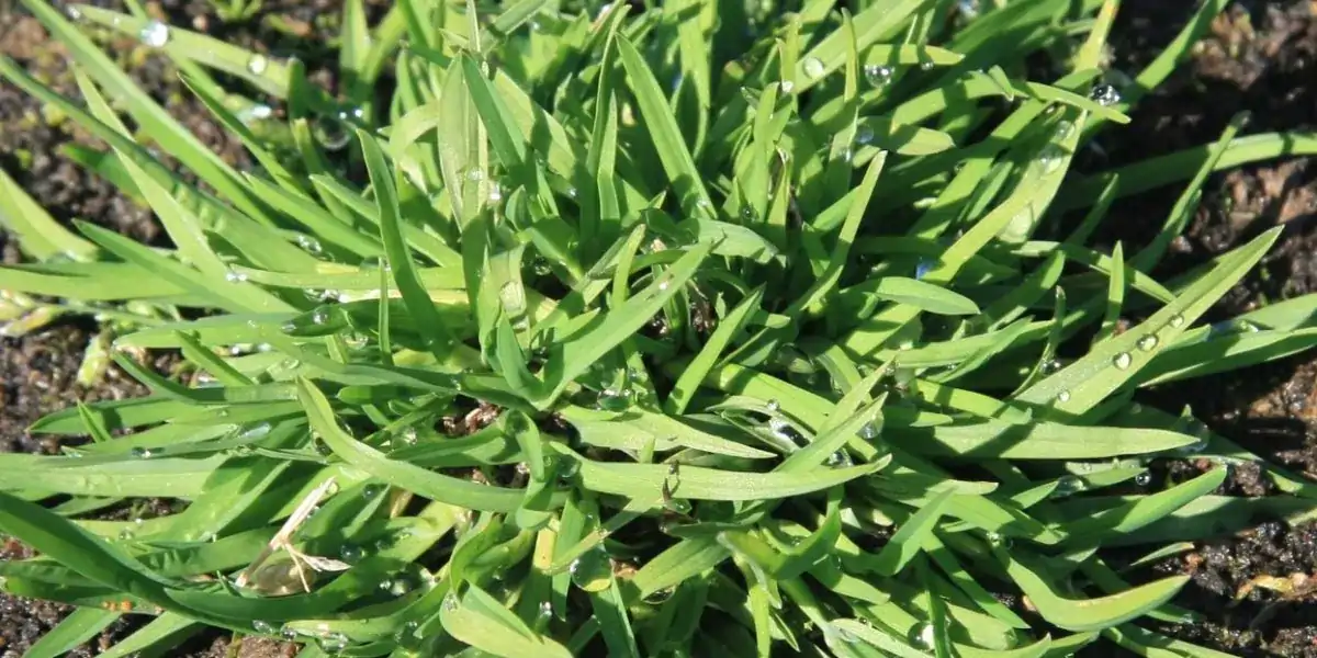 Control Grassy Weeds in Houston, TX - GreenGate Turf