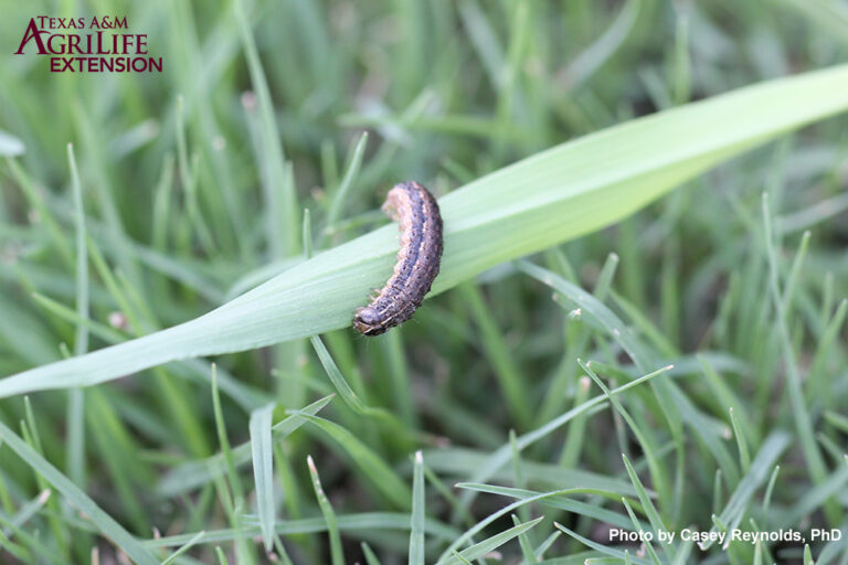 How to Identify & Control Army Worms in Your Lawn