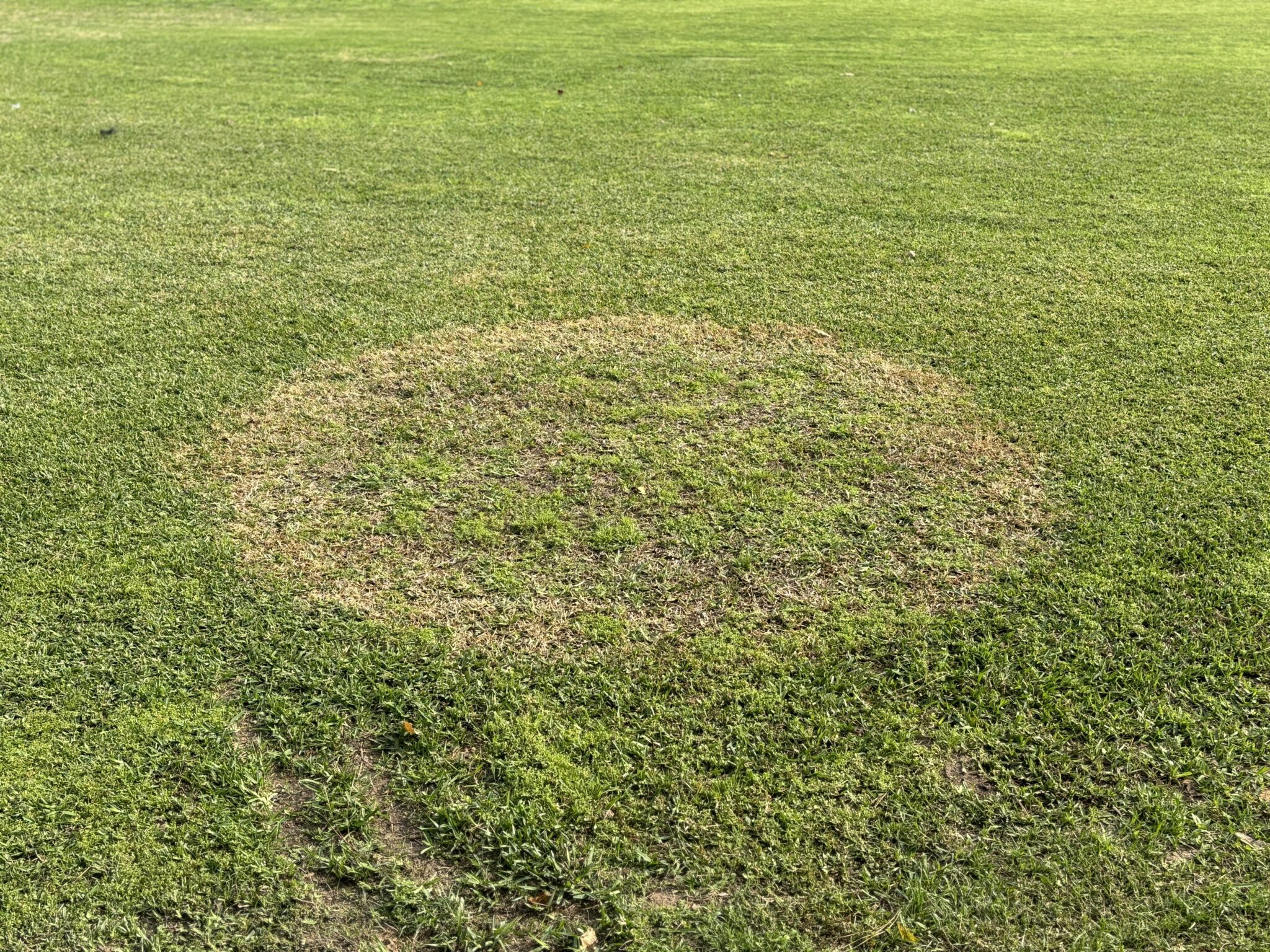 Battling Brown Patch Fungus: How to Spot & Treat in Houston