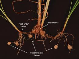 What's Nutsedge and How to Get Rid of It
