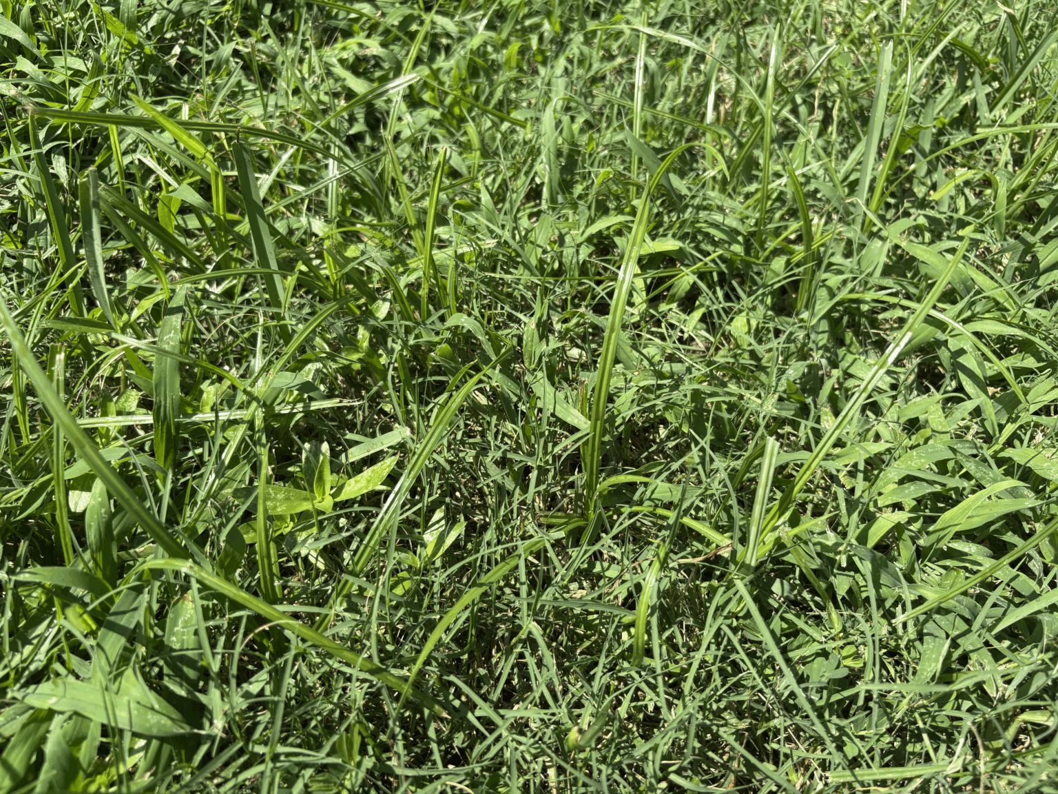 What's Nutsedge and How to Get Rid of It