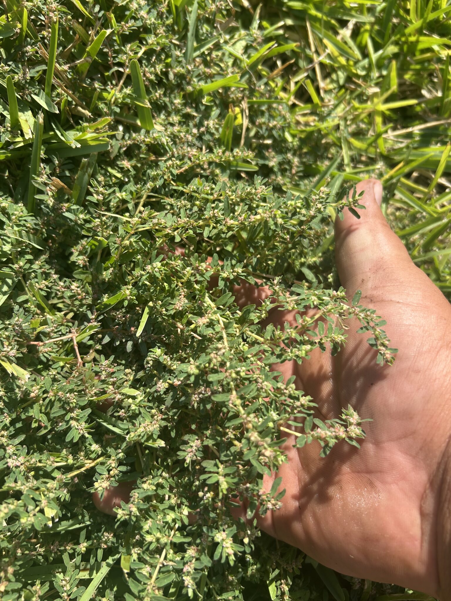 Spurge Weed: How to Control and Kill it in Houston, TX Lawns