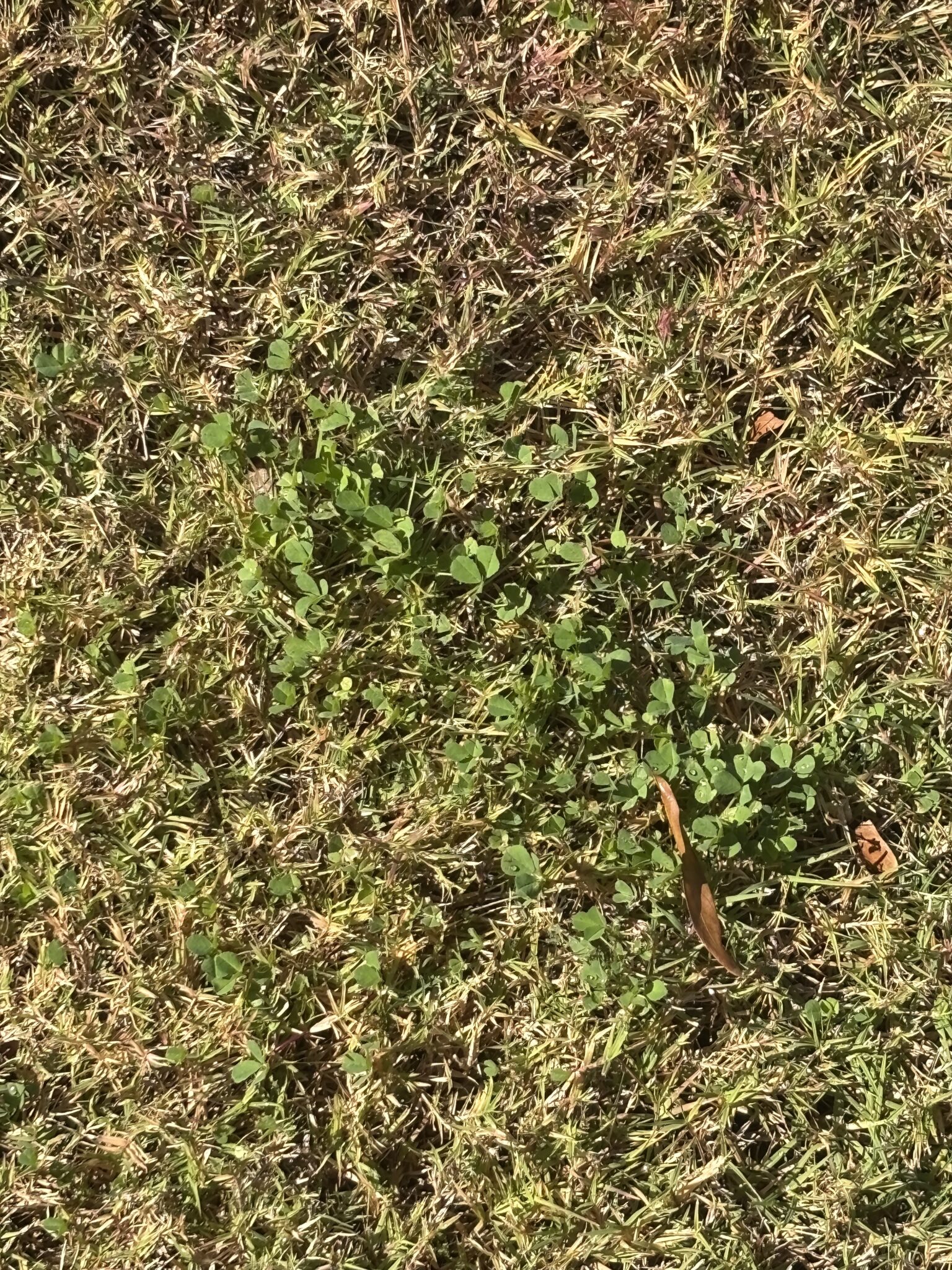 Clover Weed in Houston Lawns: How to Kick It Out