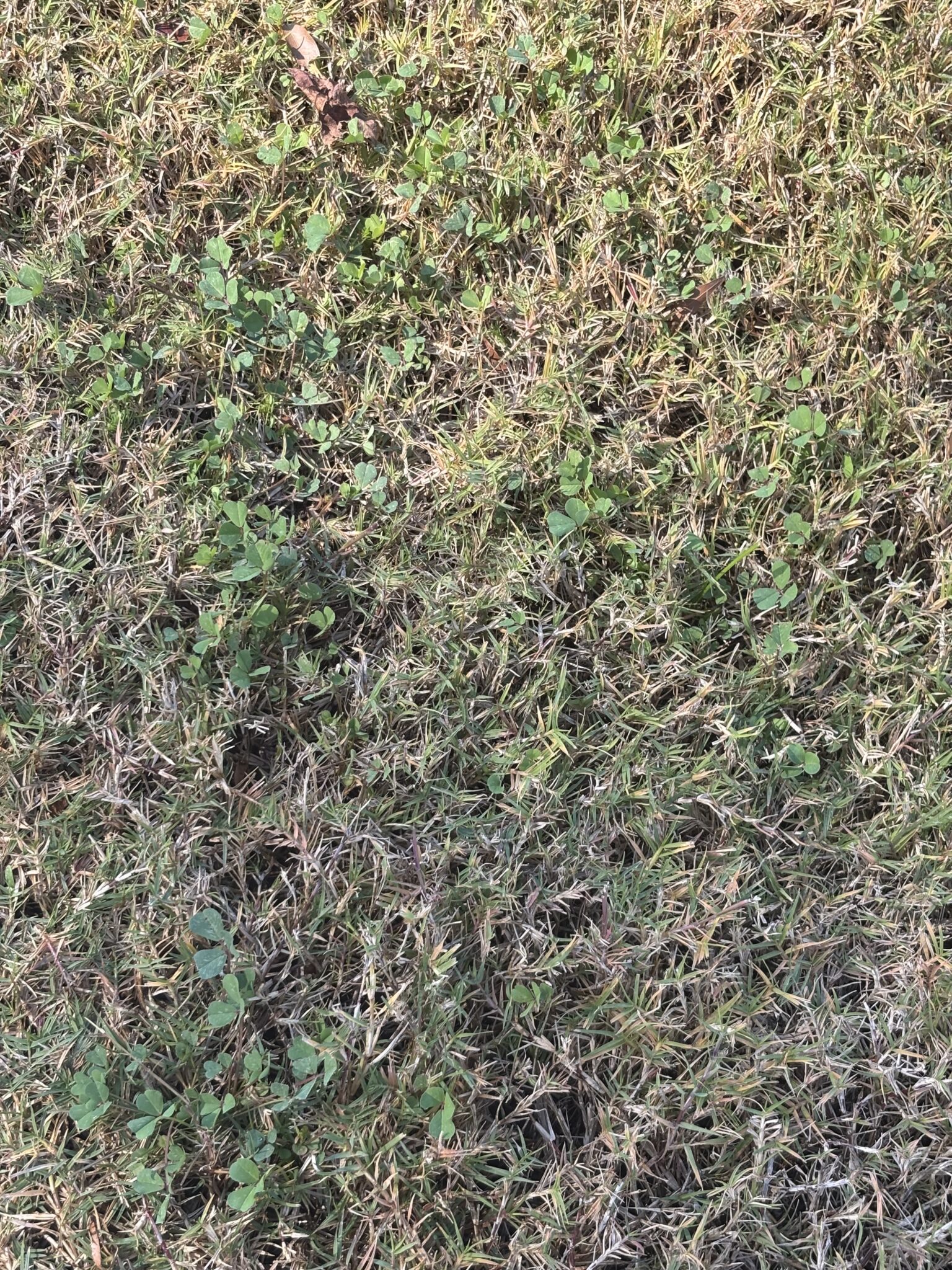 Clover Weed in Houston Lawns: How to Kick It Out