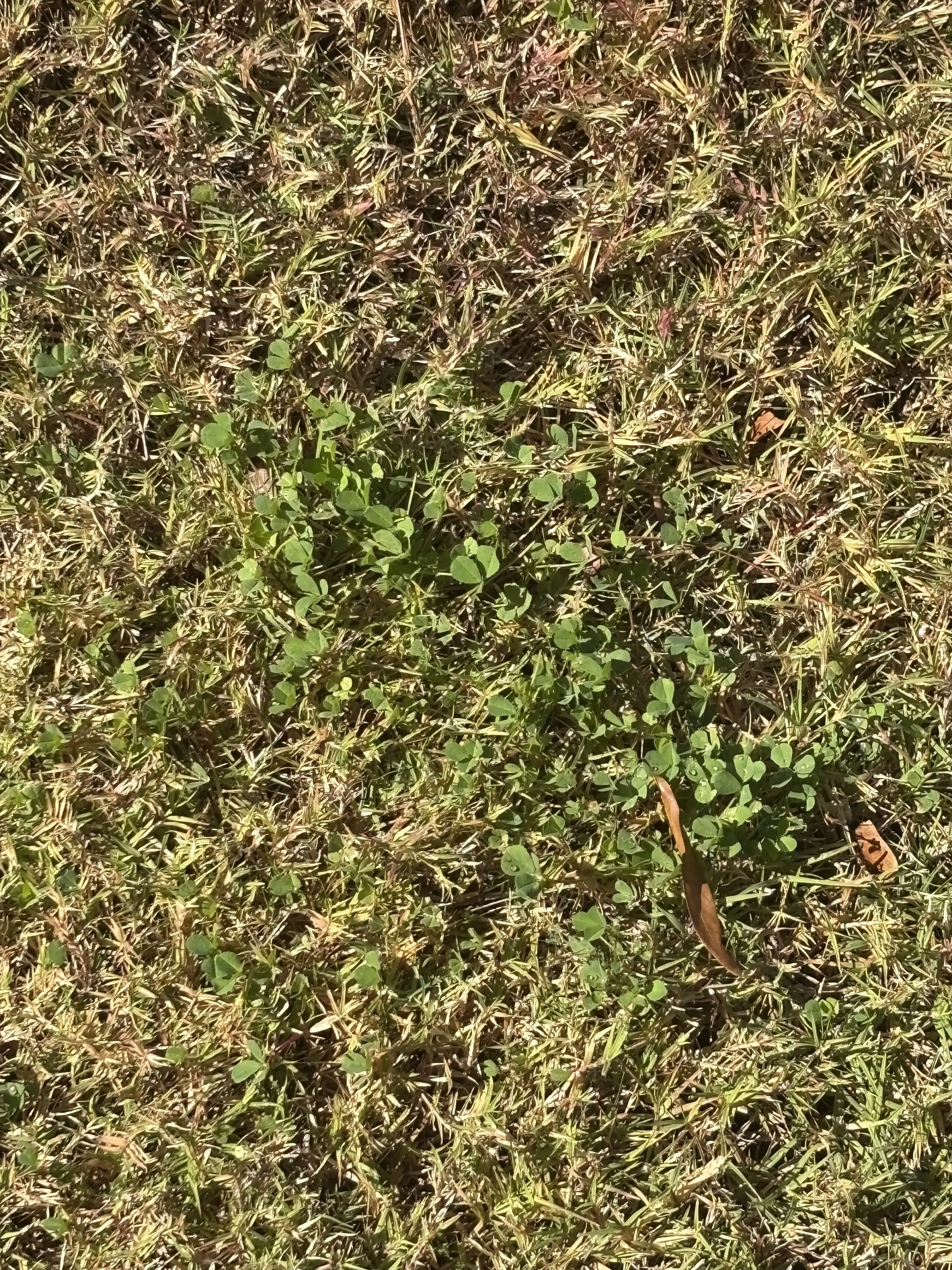 Clover Weed in Houston Lawns: How to Kick It Out