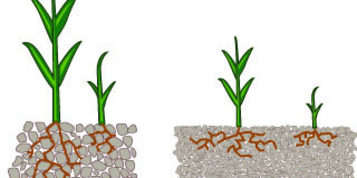 Common Soil Problems in Houston & How to Fix Them | GreenGate