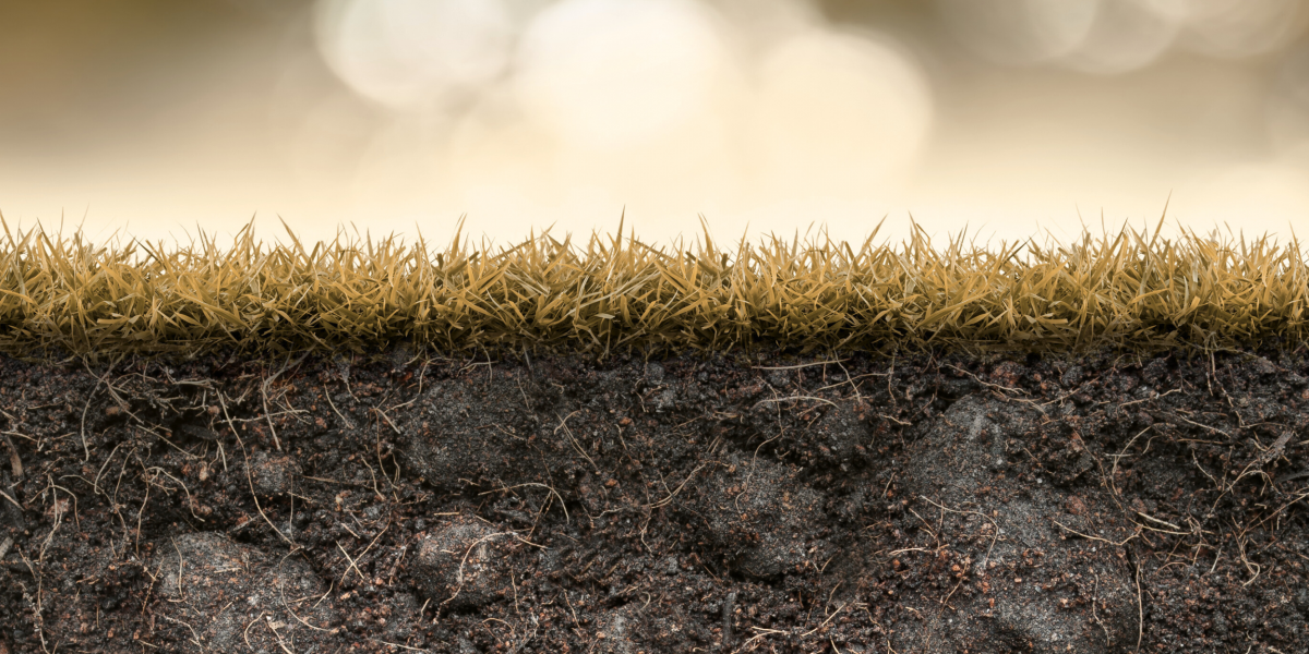 Winter Lawn Pests in Houston: Why Bugs Don’t Take Winter Off